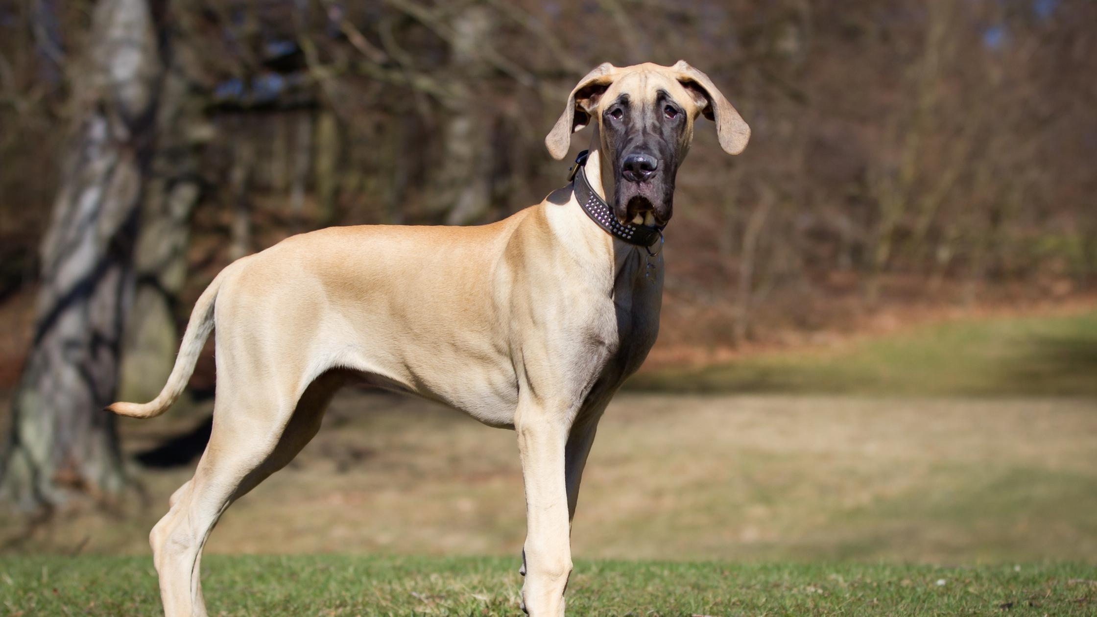 #1 Guide to Health Testing — Great Dane | Good Dog