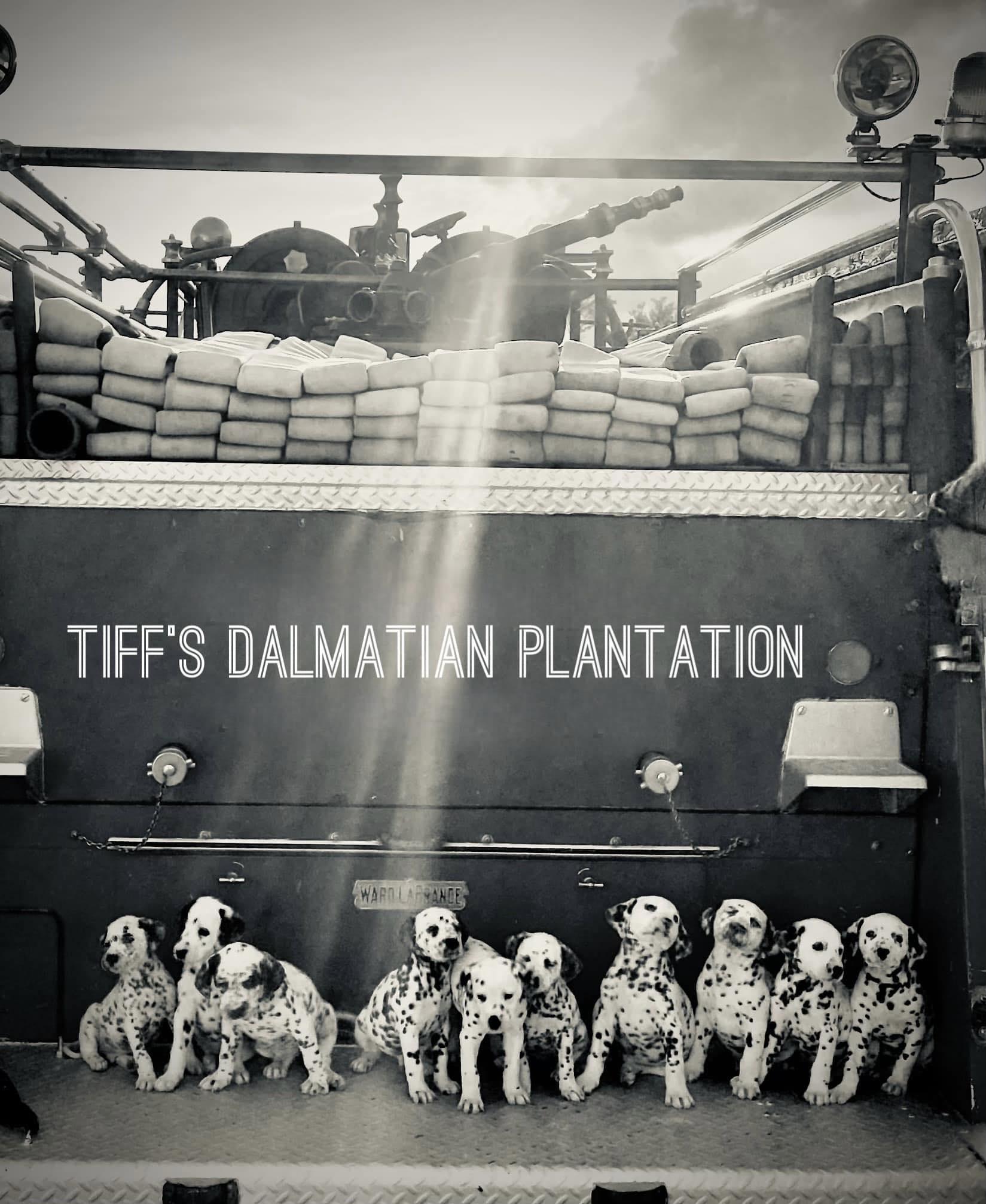 Tiff’s Dalmatian Plantation in Texas | Dalmatian puppies | Good Dog