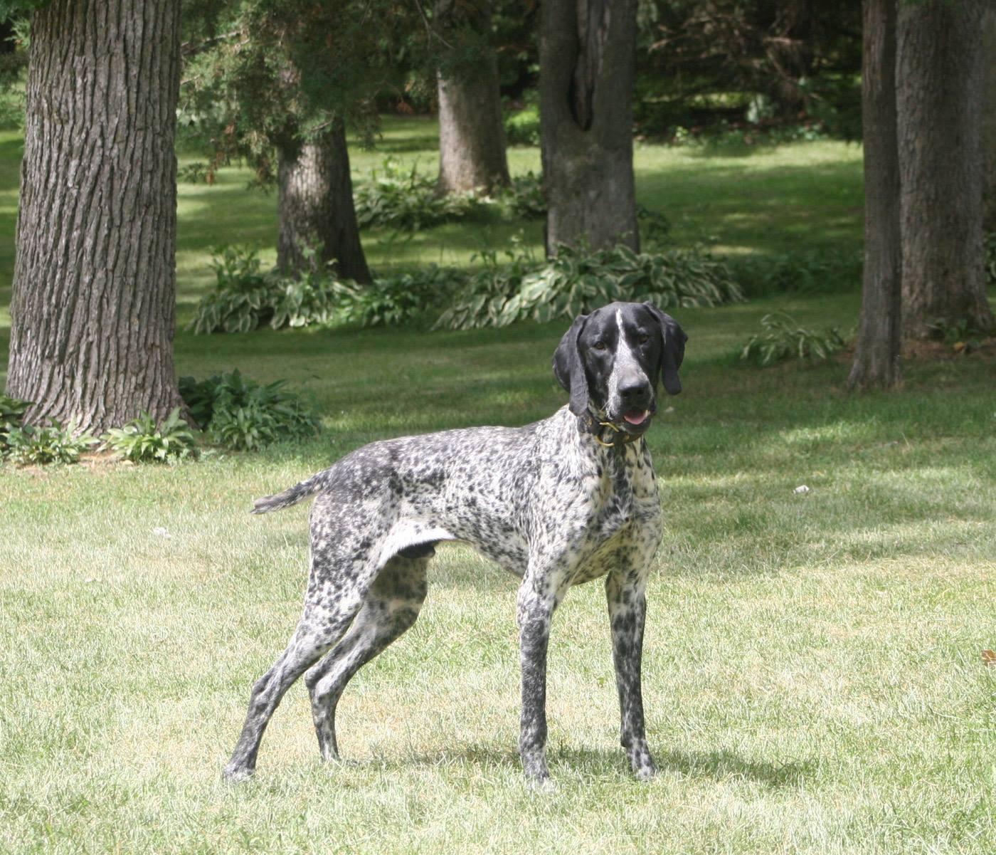 Rock Hollow Retrievers in Illinois | German Shorthaired Pointer and ...