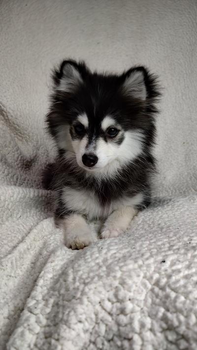 Puppy Pack in Florida | Pomsky and Poodle puppies | Good Dog
