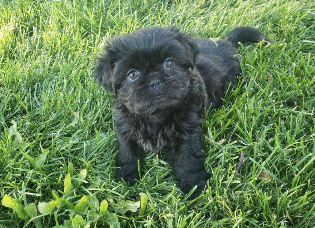 Kim's Shih Tzus in Wisconsin | Shih Tzu puppies | Good Dog