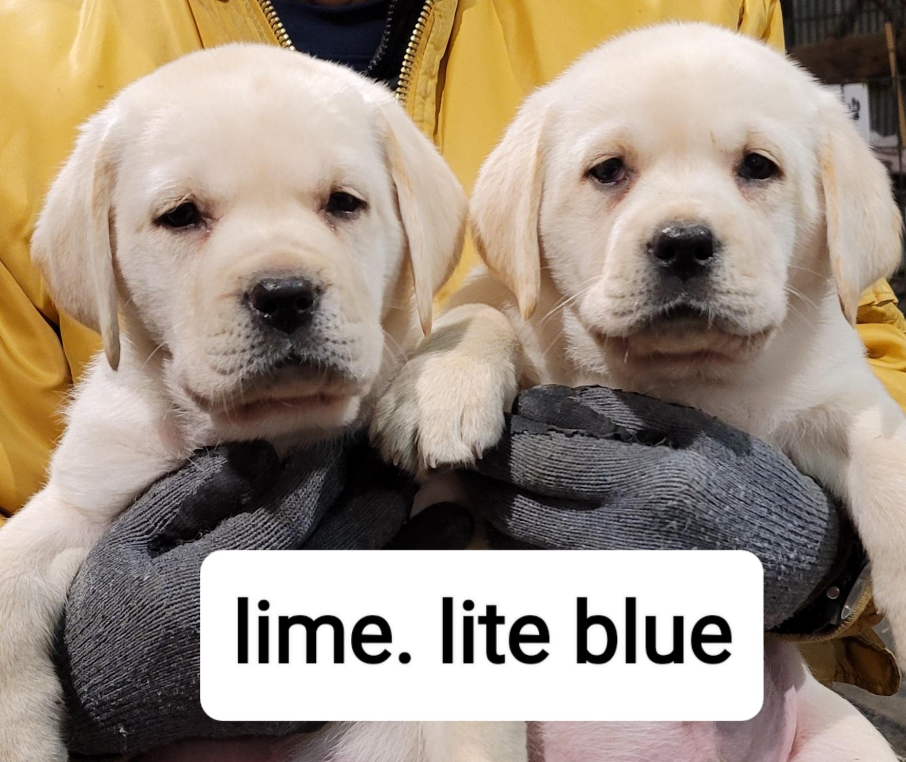 Logan Acre Labradors in Ohio | Labrador Retriever puppies | Good Dog