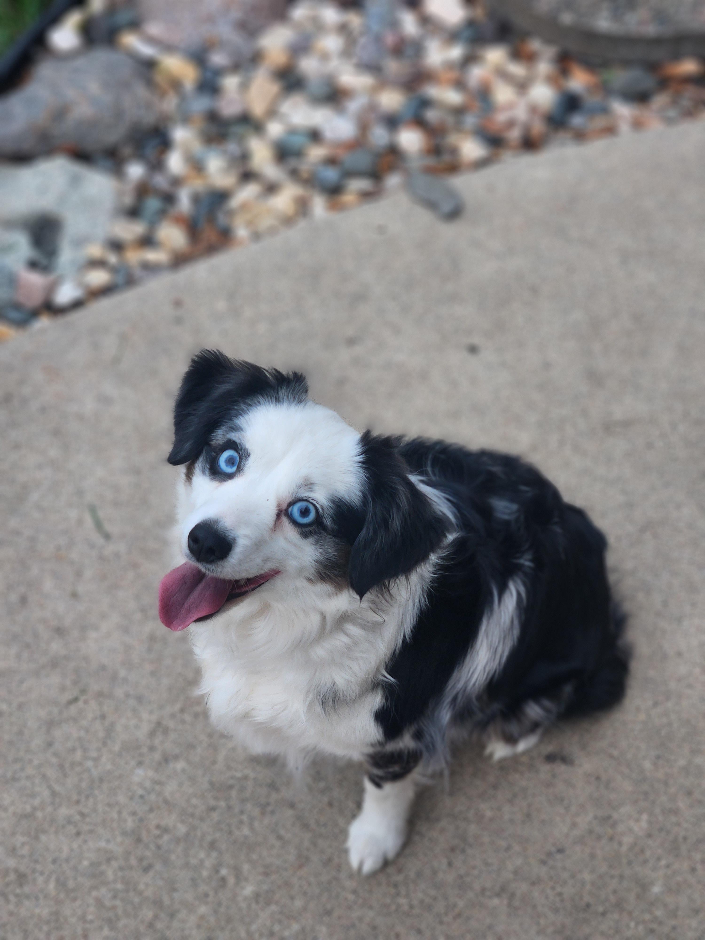 TWO ACRE HILLS in Minnesota | Miniature Australian Shepherd and Toy ...