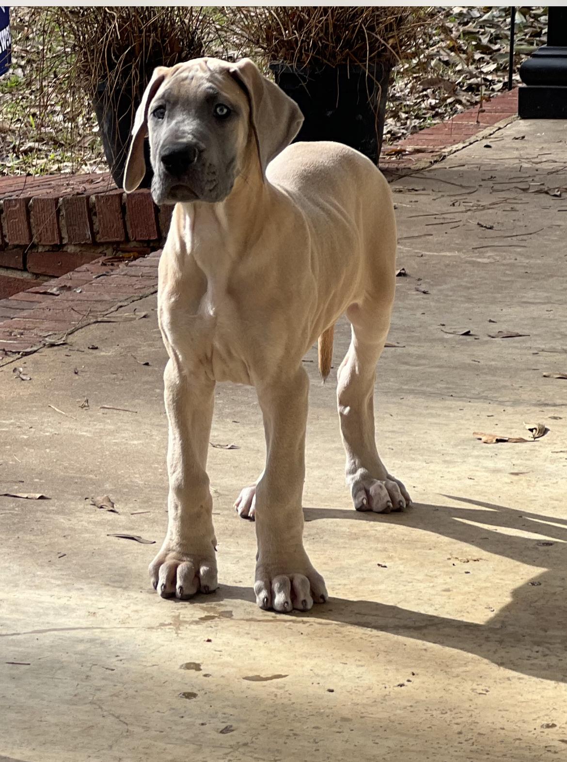 Leslie Woodard's Great Danes in Mississippi | Great Dane puppies | Good Dog