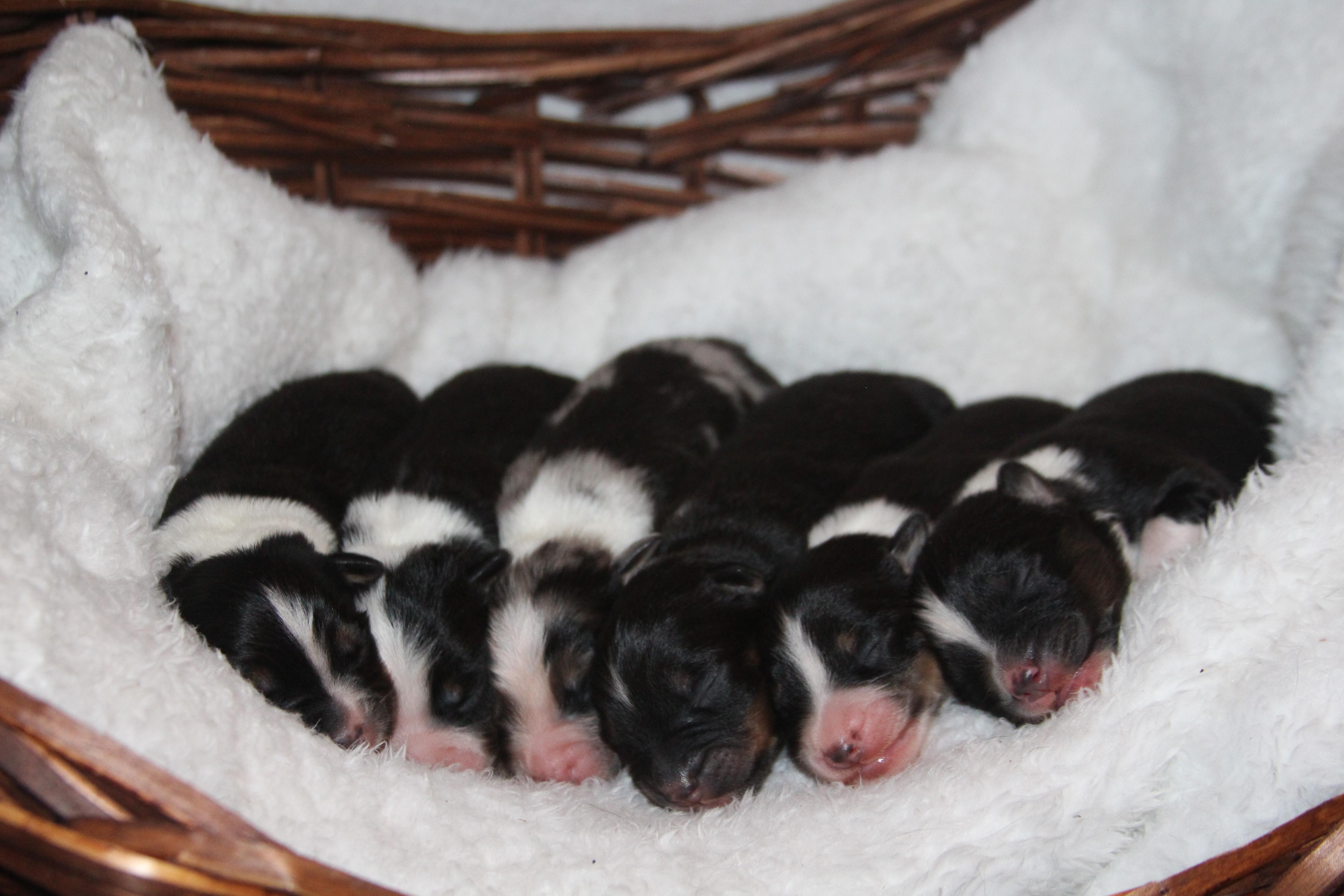 Azure Miniature American Shepherds in Georgia | Miniature American ...