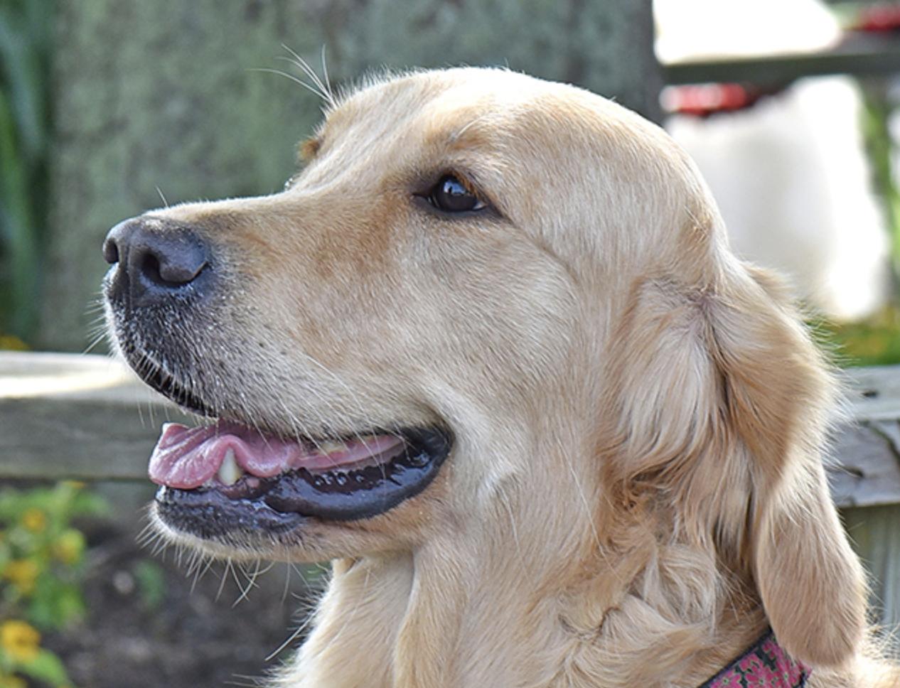Goldiggers Golden Retrievers in New Jersey | Golden Retriever puppies ...