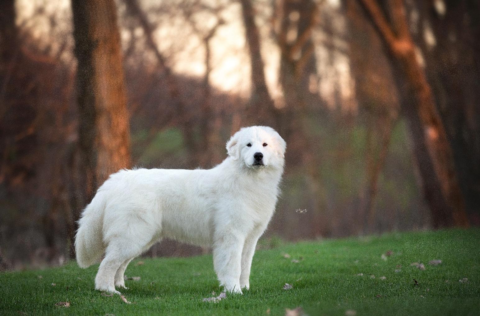 R Pyr Great Pyrenees in California | Great Pyrenees puppies | Good Dog