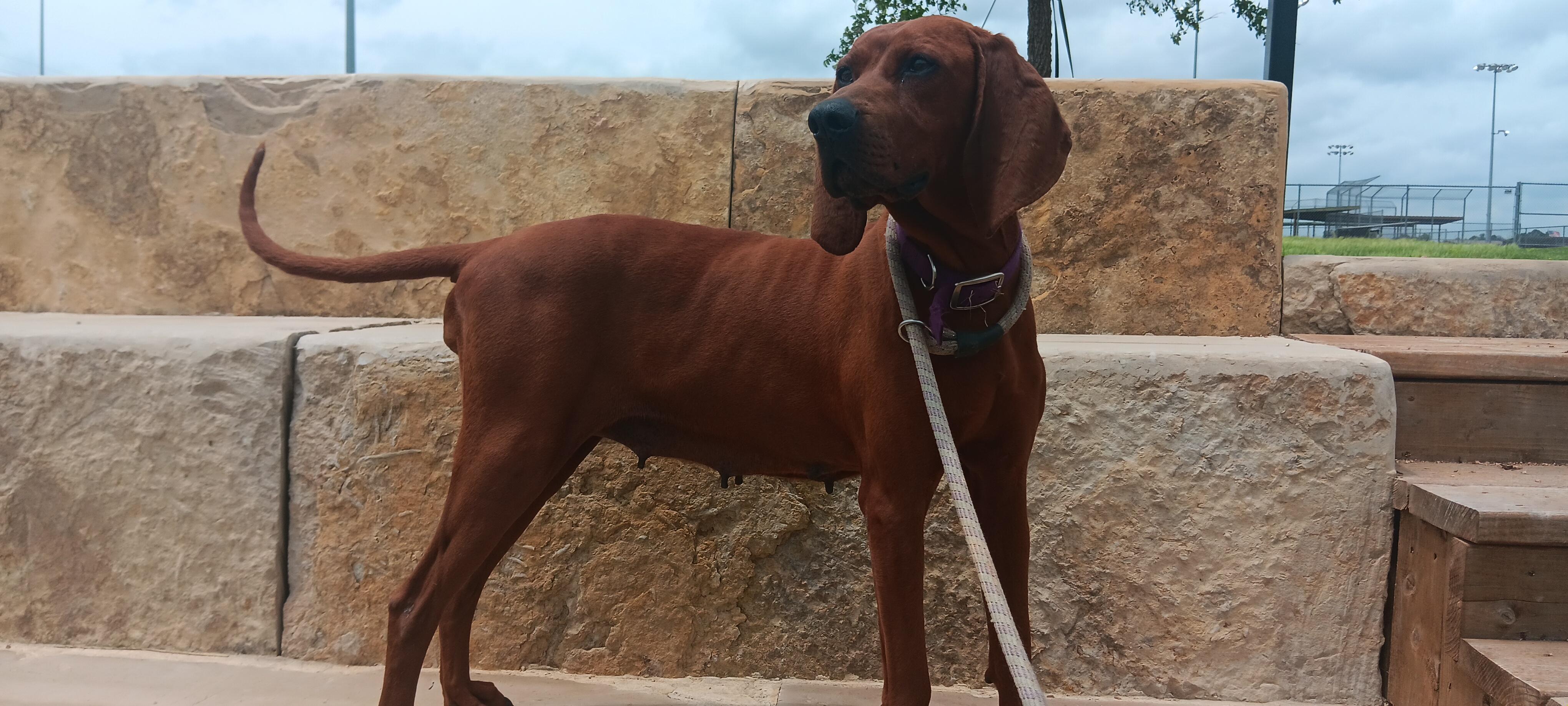 Harmons Hounds in Texas | Bluetick Coonhound and Redbone Coonhound ...