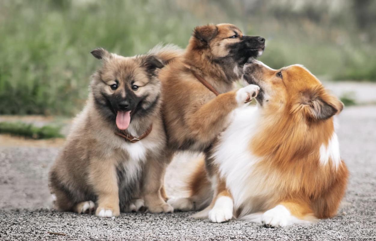 Caldera Icelandic Sheepdogs in Wisconsin | Icelandic Sheepdog puppies ...