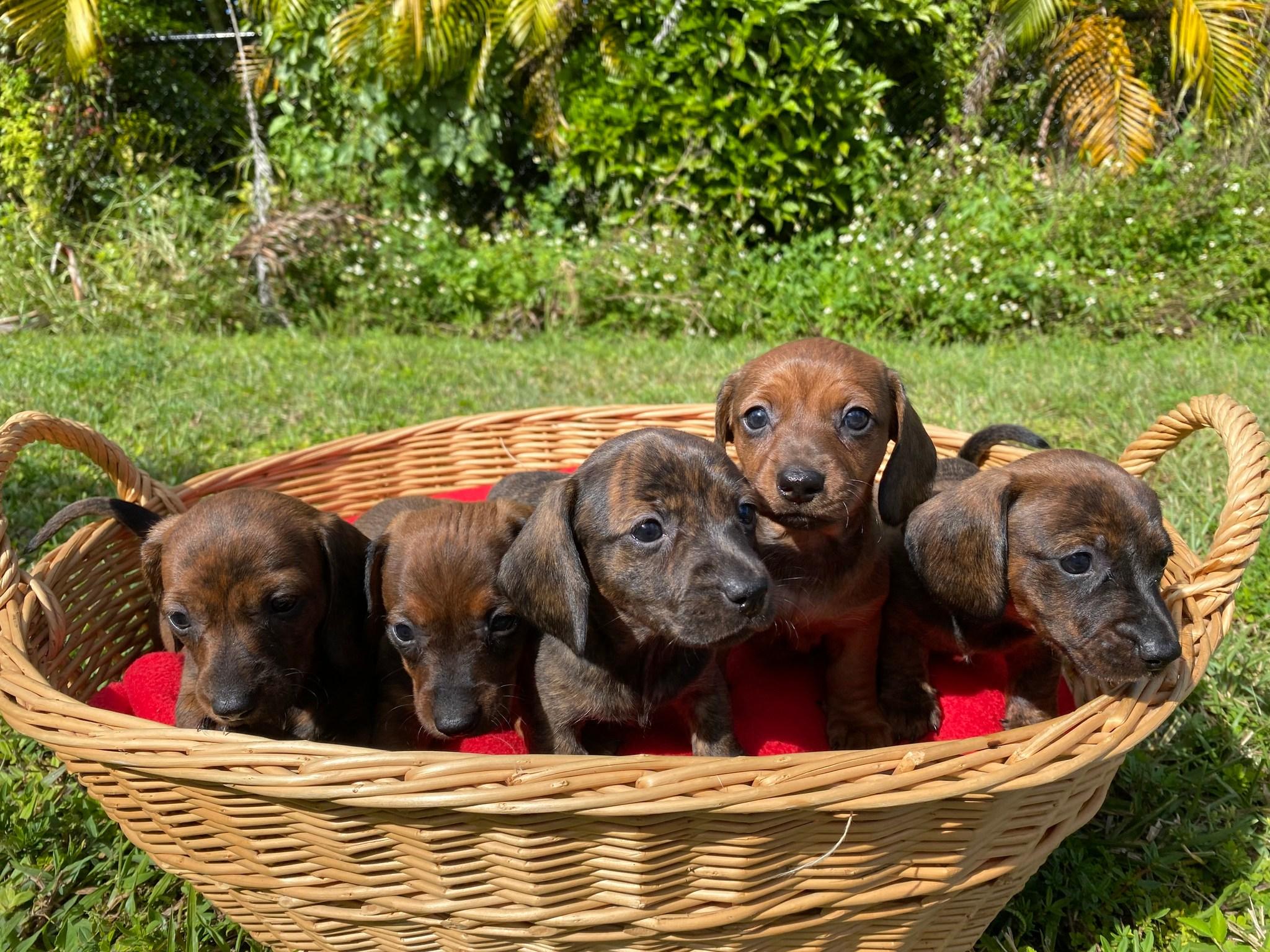 Anastasia’s Royal Weenies in Florida | Dachshund puppies | Good Dog