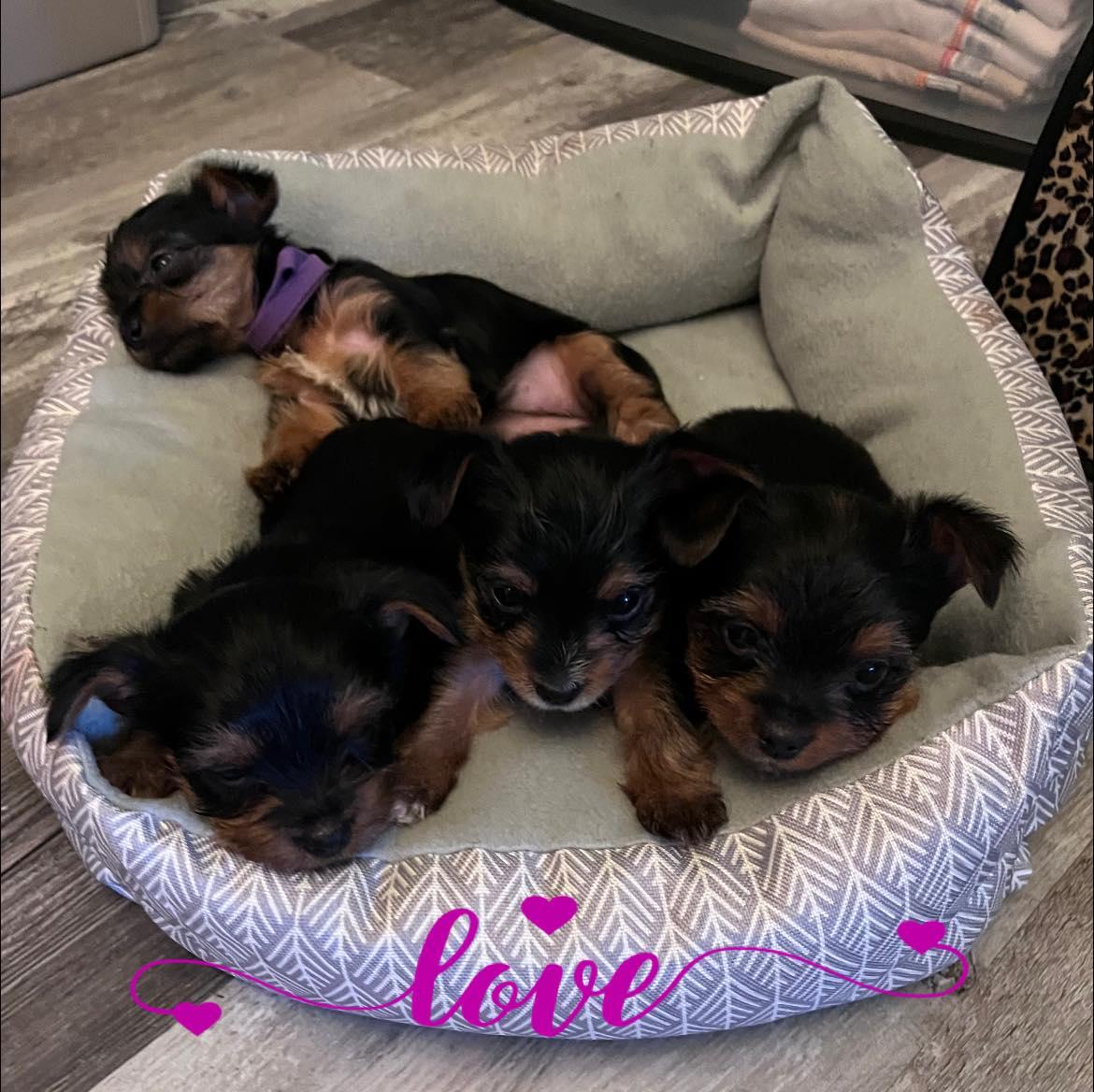 Katie’s Yorkies and Shorkies of VA in Virginia | Yorkshire Terrier and ...