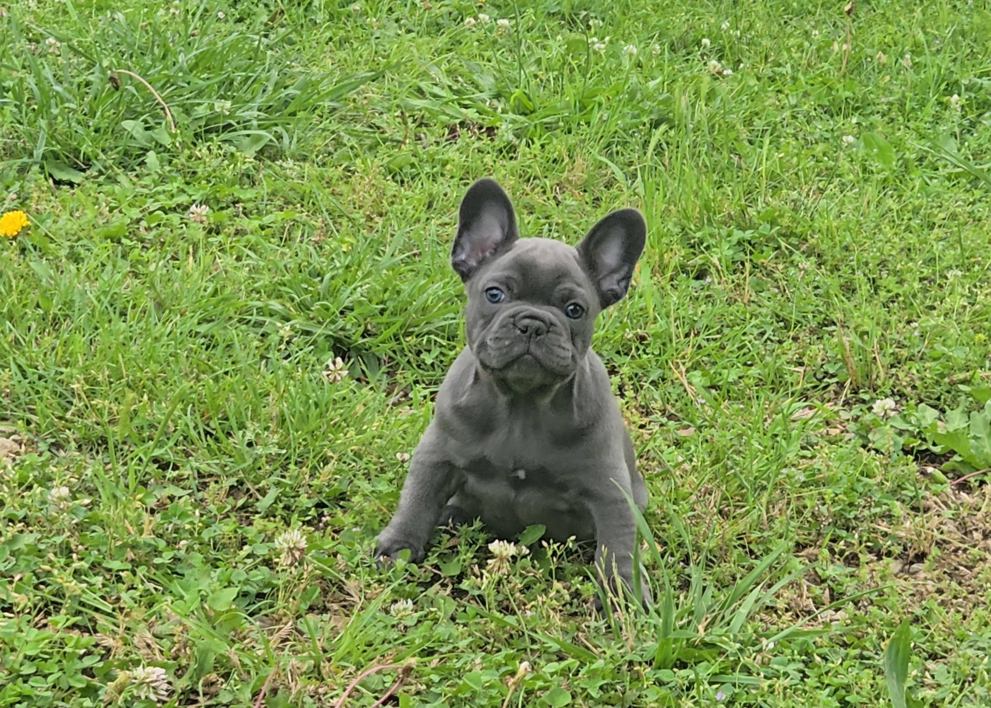 Freaky Frenchies in Arkansas | French Bulldog puppies | Good Dog