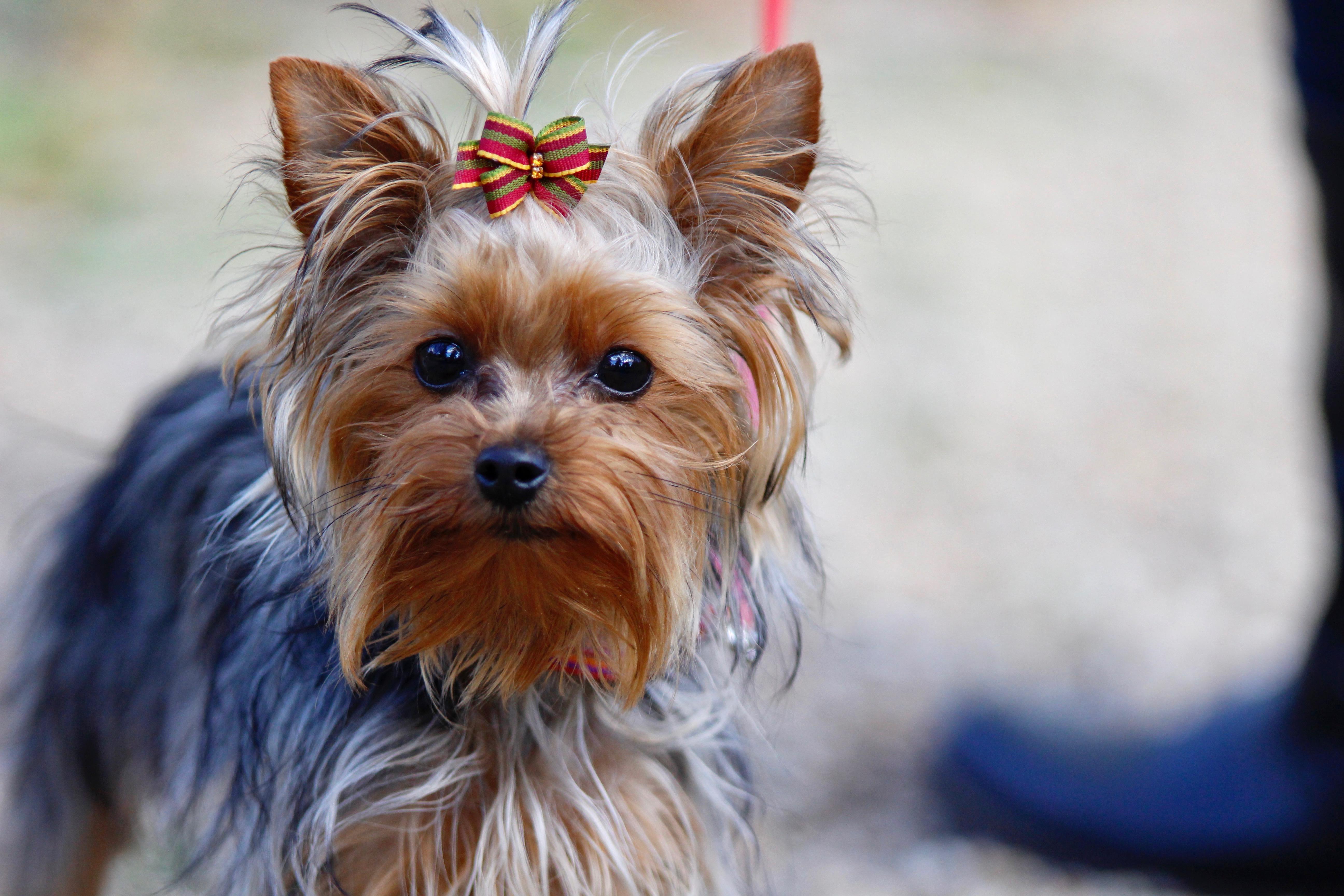 Mullet Yorkies in Ohio | Yorkshire Terrier puppies | Good Dog