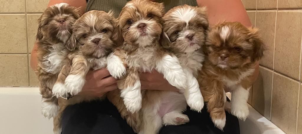 Jessica Diangson's Shih Tzus in California | Shih Tzu puppies | Good Dog