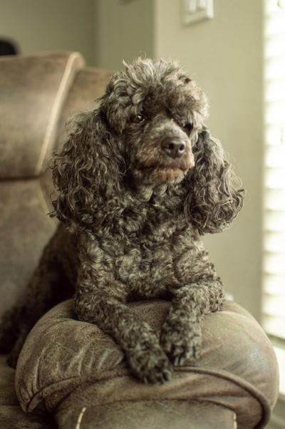 Northwest pets Poodles in Oregon | Poodle puppies | Good Dog