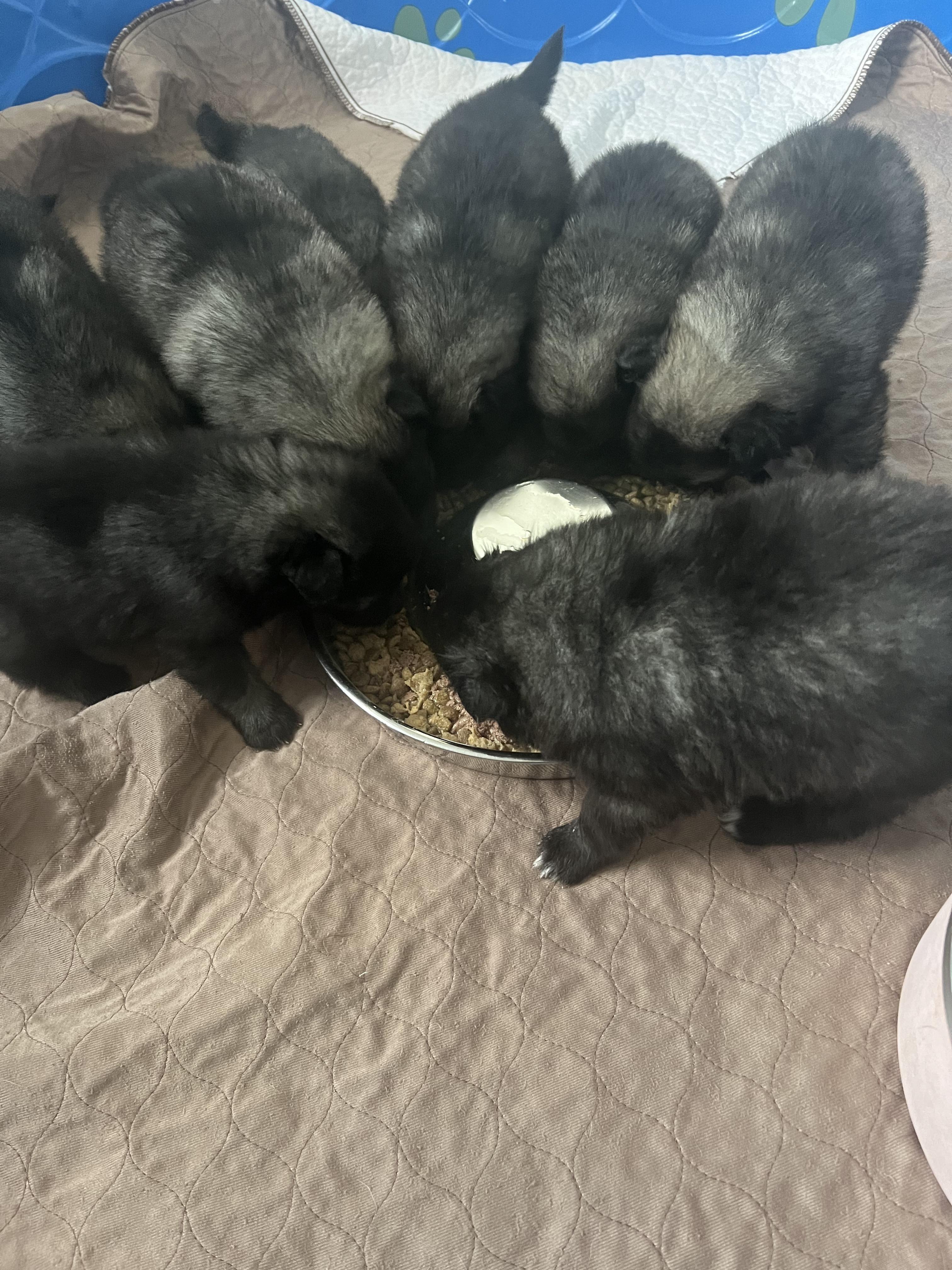 Rebecca’s Pixie Poms in New York | Keeshond puppies | Good Dog