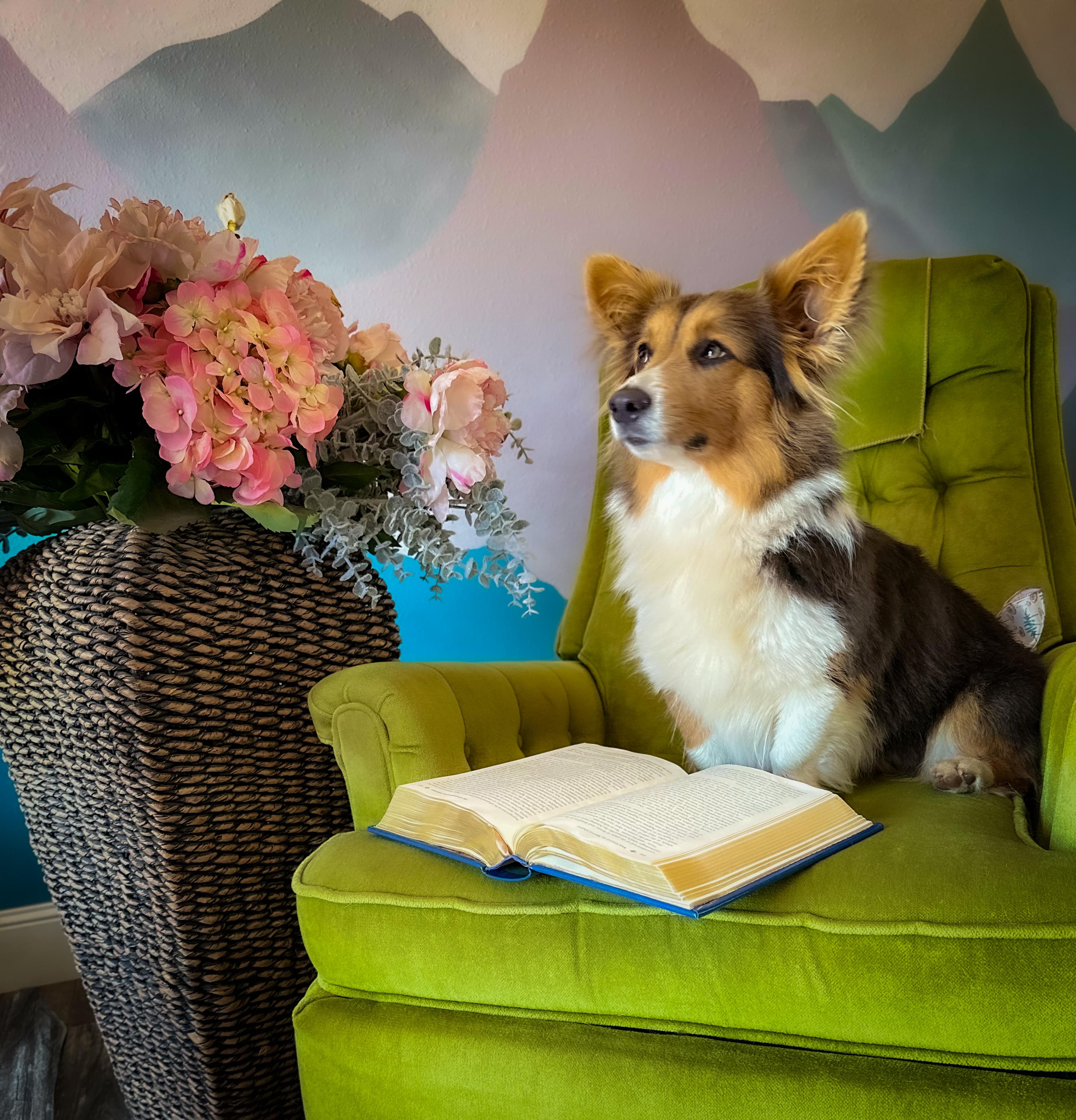 Storybook Corgis in Florida | Pembroke Welsh Corgi puppies | Good Dog