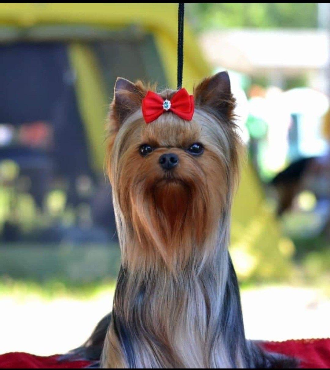 Chikito's Yorkies in Maryland | Yorkshire Terrier puppies | Good Dog