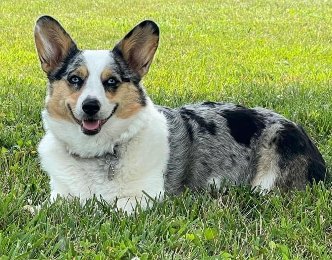 Brave Country Kennels in Indiana | American Corgi, Deutsch-Drahthaar or ...