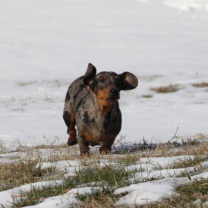 Tri-Mi Dachshunds in Missouri | Dachshund puppies | Good Dog