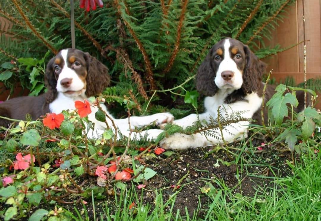 Tri-ste's English Springer Spaniel's in Oregon | English Springer ...