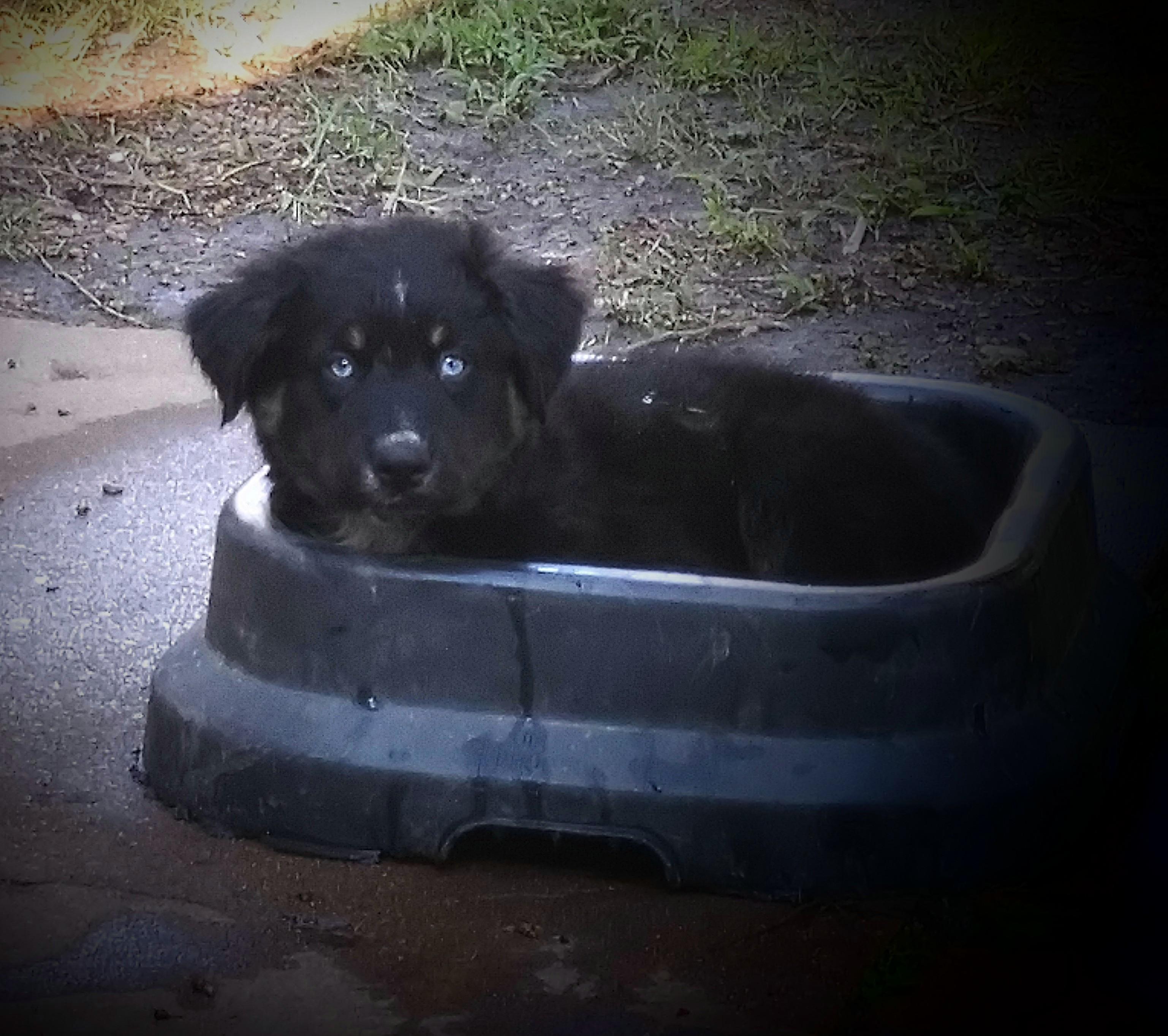 Vortex Australian Shepherds in Tennessee | Australian Shepherd puppies | Good Dog