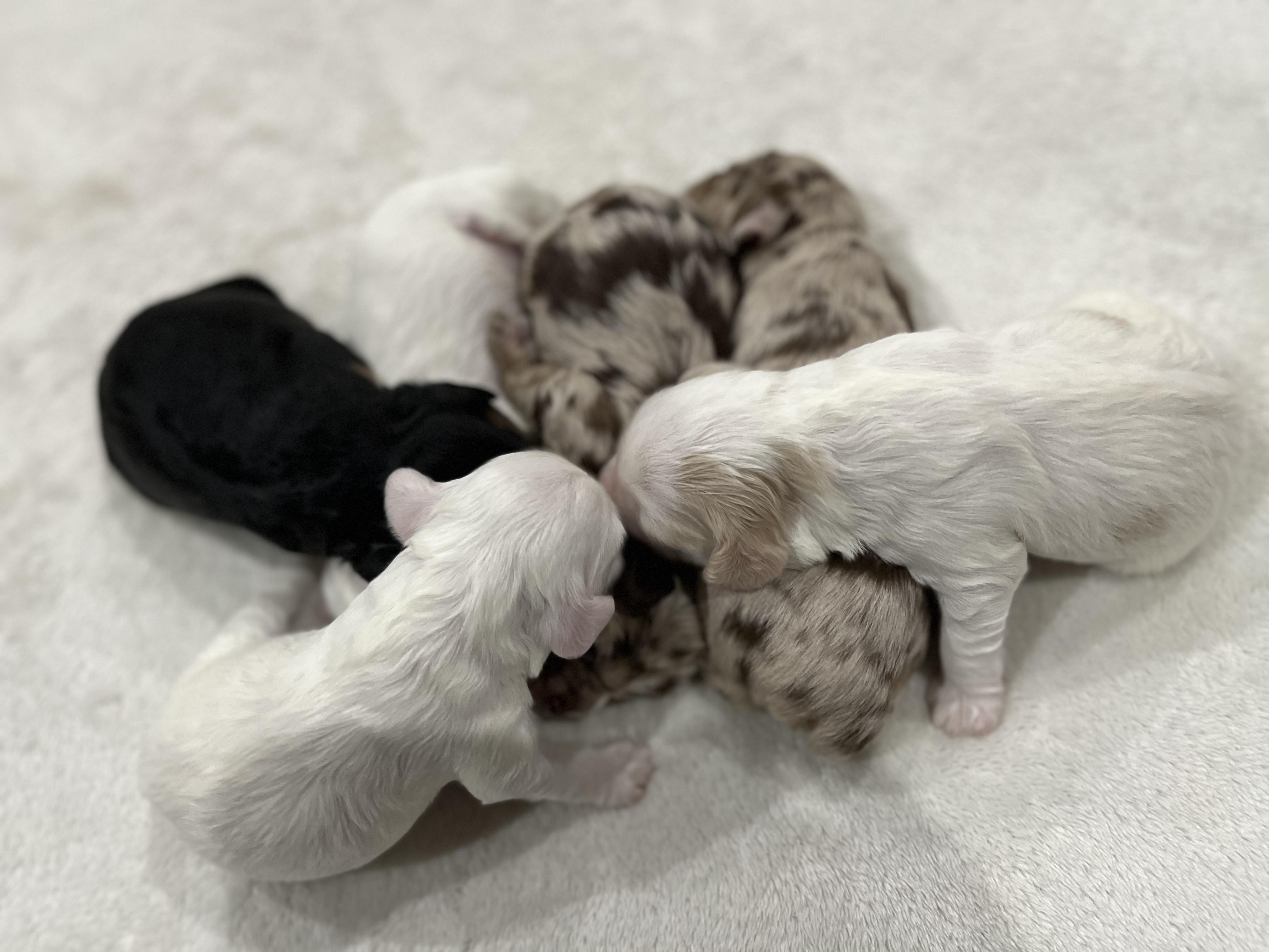 Pine Haven Doodles in Arkansas | Cockapoo puppies | Good Dog