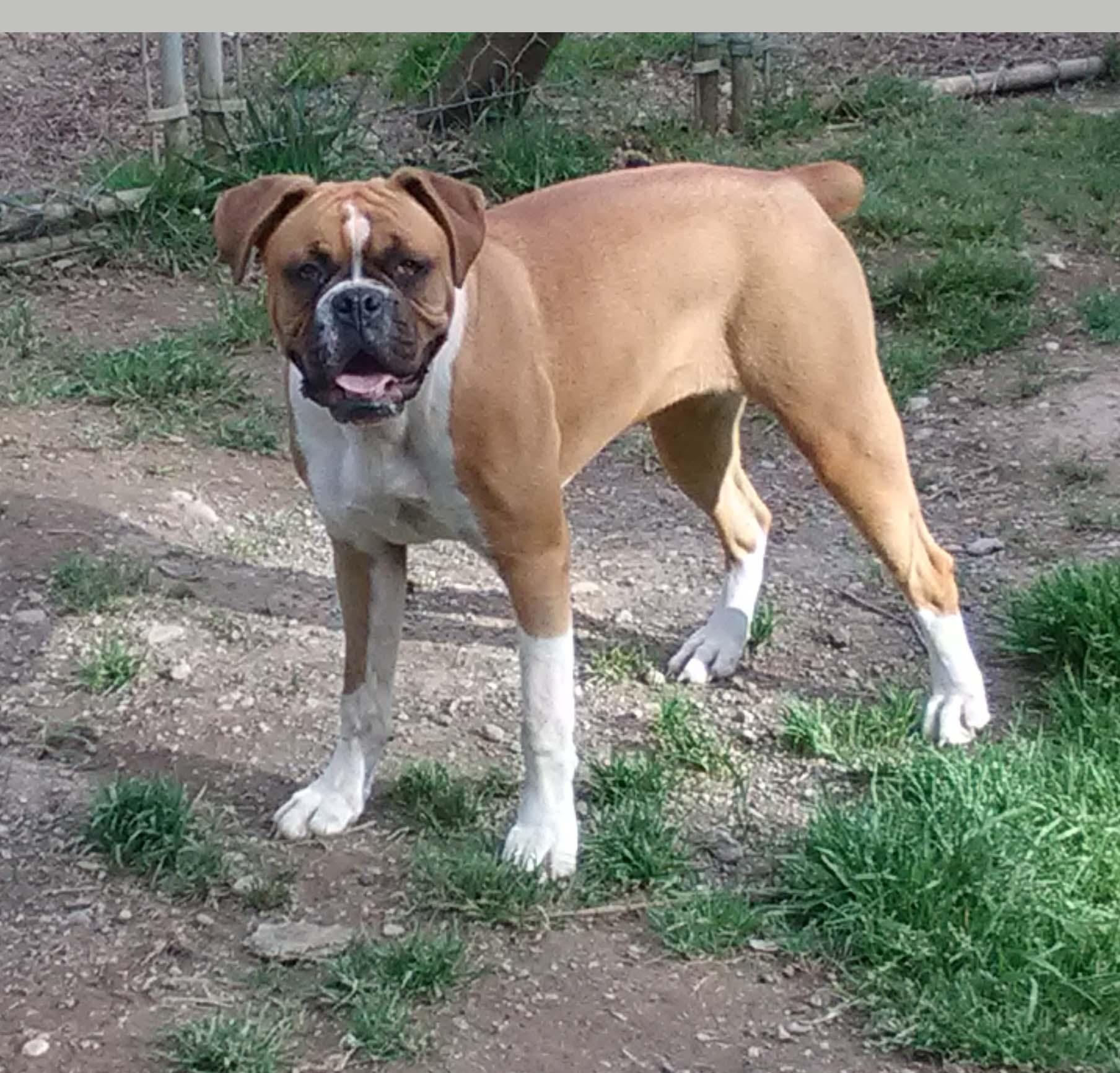 Nason Ridge Euro Boxers in Washington | Boxer puppies | Good Dog
