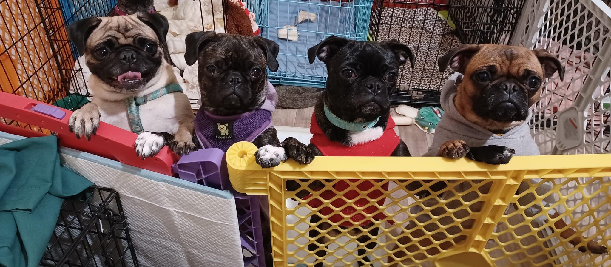 Designer Paws in California | Pug puppies | Good Dog