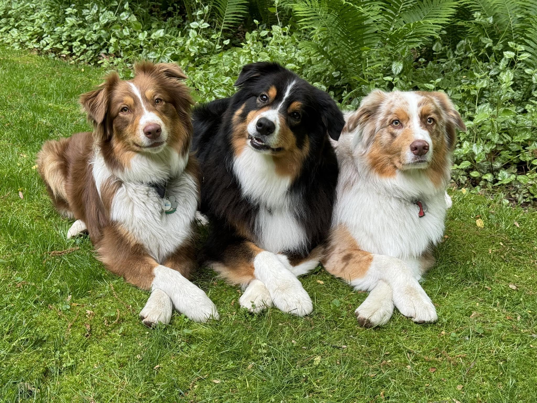 Trailside Aussies in Pennsylvania | Australian Shepherd puppies | Good Dog