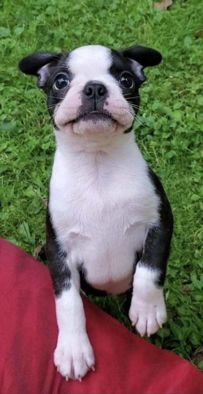 Kennedy's Kennel in Massachusetts | Boston Terrier and French Bulldog ...