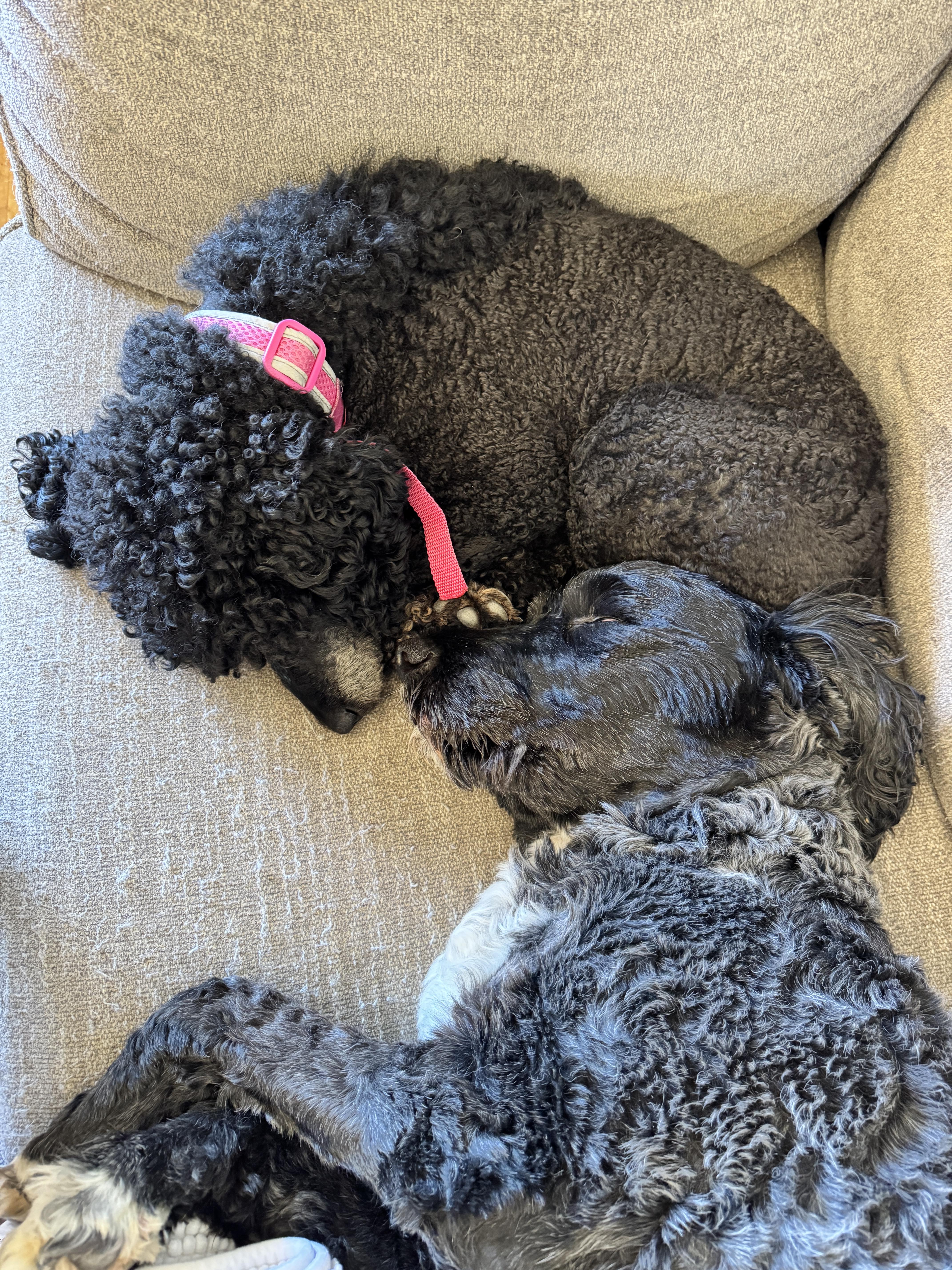 Central Coast Poodle Paws in California | Poodle puppies | Good Dog