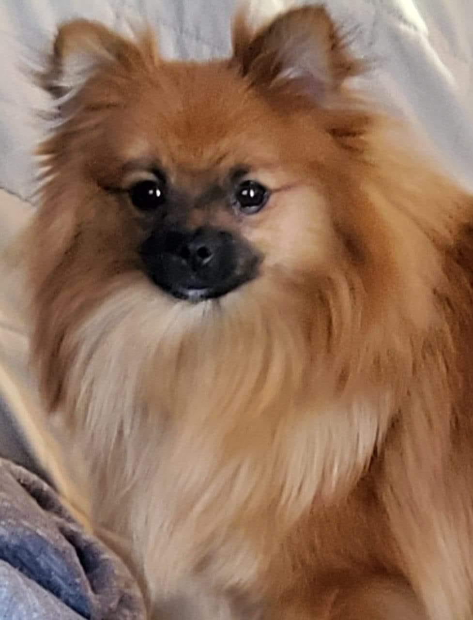 Kudzu Kountry Kuddlies in Mississippi | Pomeranian puppies | Good Dog