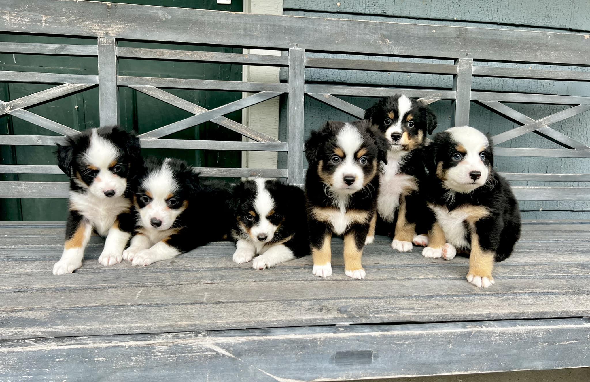 Harbor View Mini American Shepherds in New York | Miniature American ...