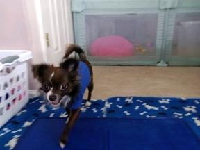 Chi Angels in Virginia | Chihuahua puppies | Good Dog