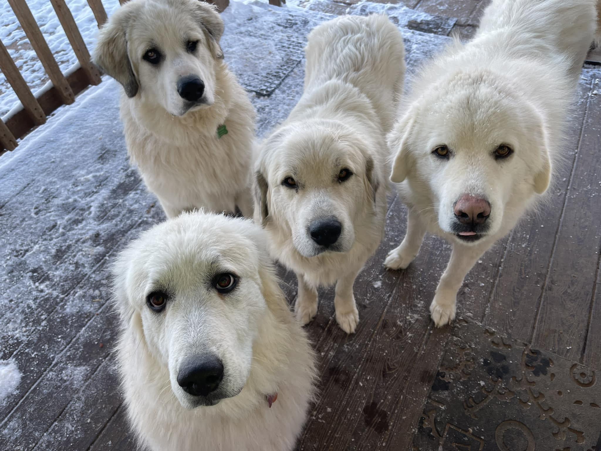 Callison Farm Great Pyrenees in Oklahoma | Great Pyrenees puppies ...