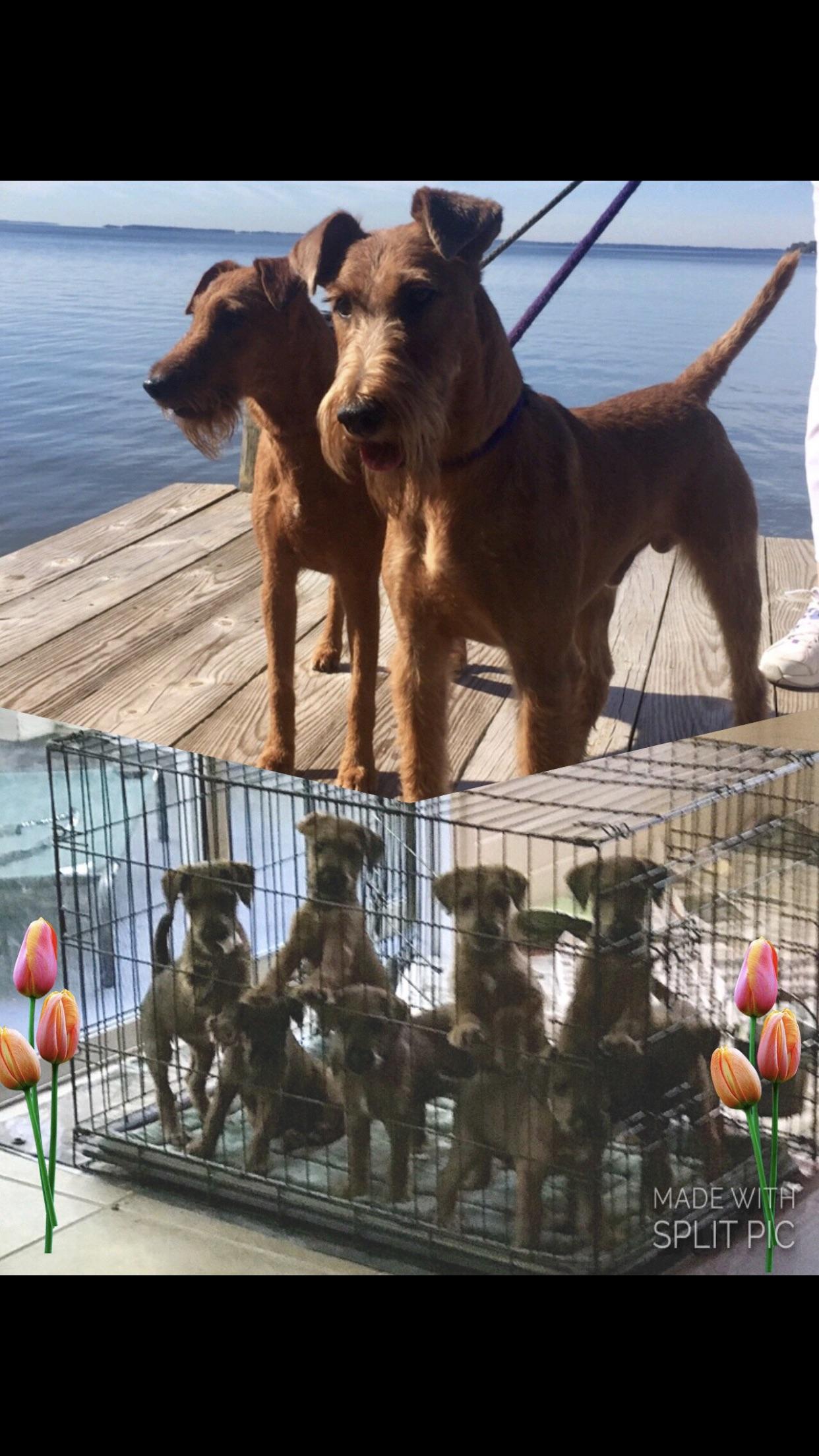 James' Irish Terriers in Florida | Irish Terrier puppies | Good Dog