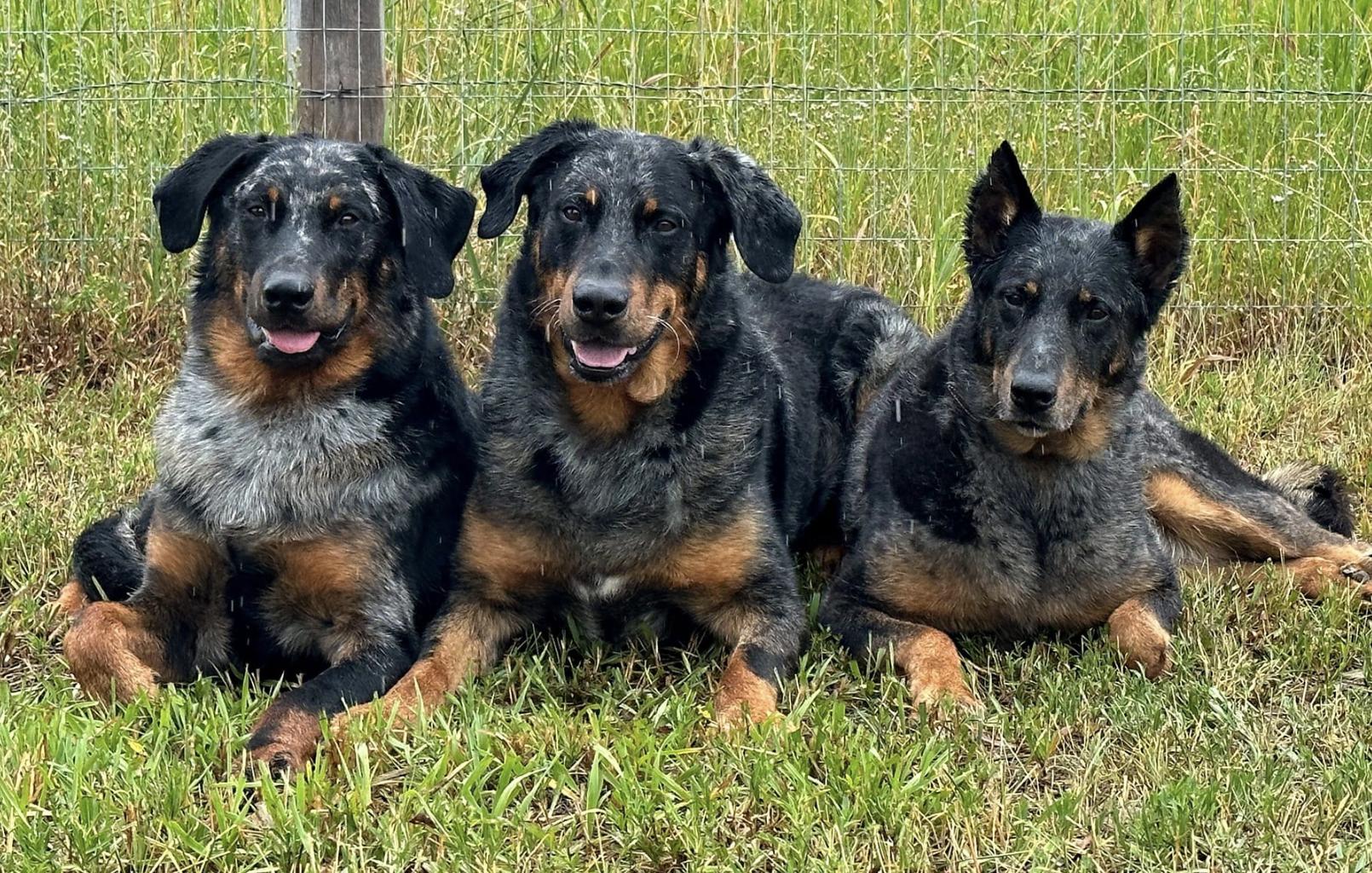 RiverRim Beaucerons in Idaho | Beauceron puppies | Good Dog