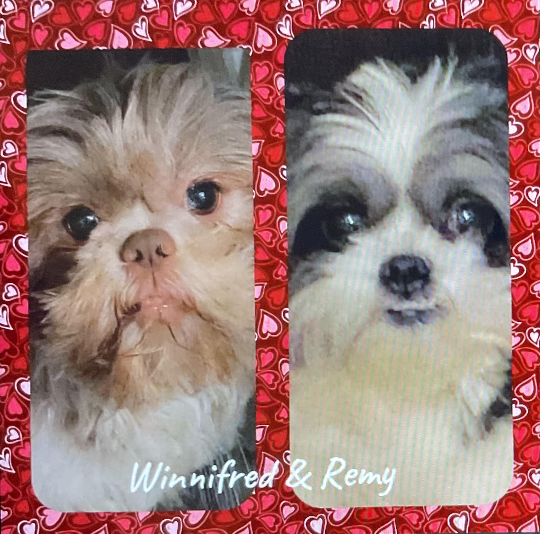 Sherry’s Shih Zoo in Georgia | Shih Tzu puppies | Good Dog