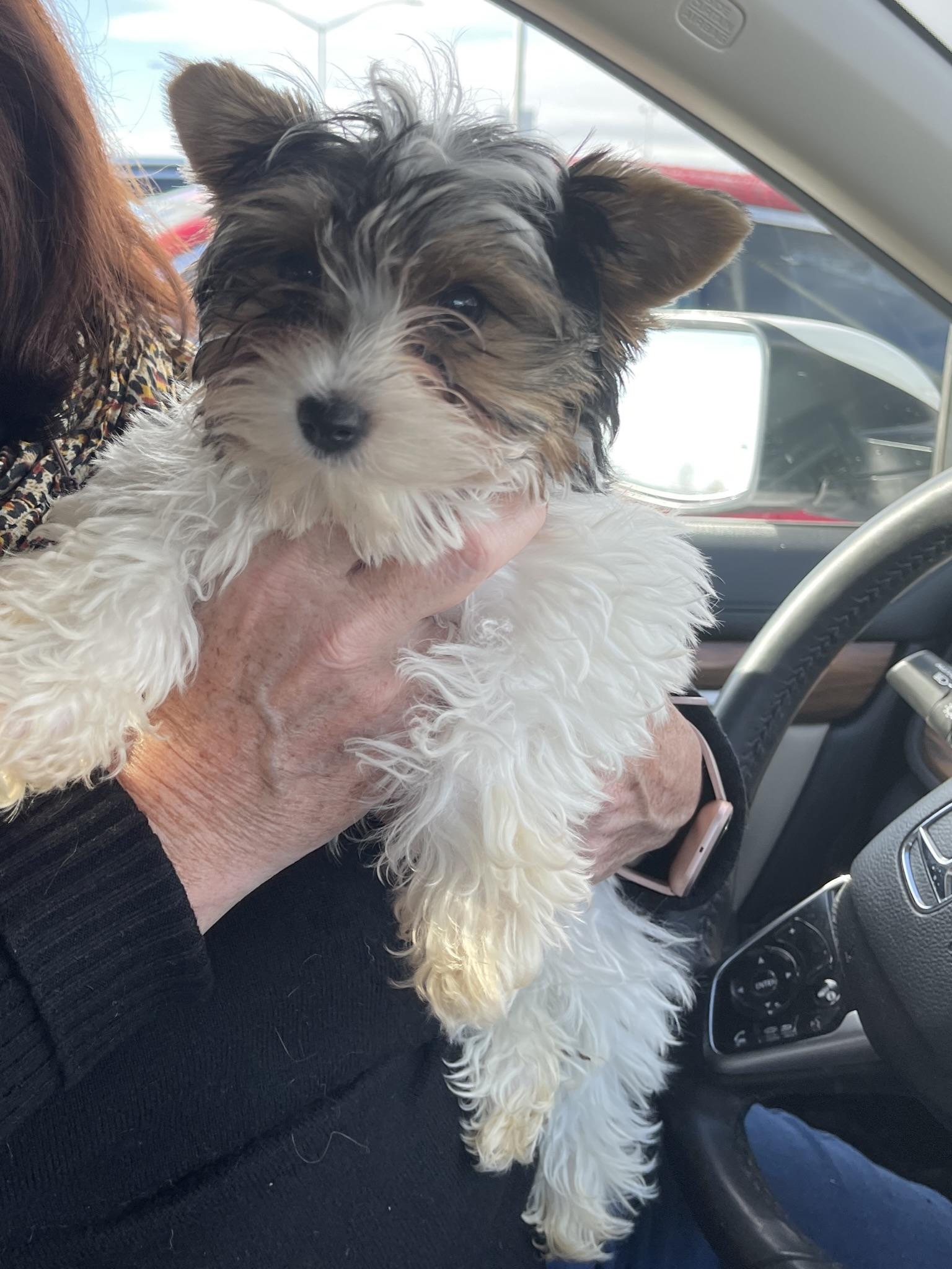 Lhasa Apsos of northern Ca . Biewer terriers of northern California in ...