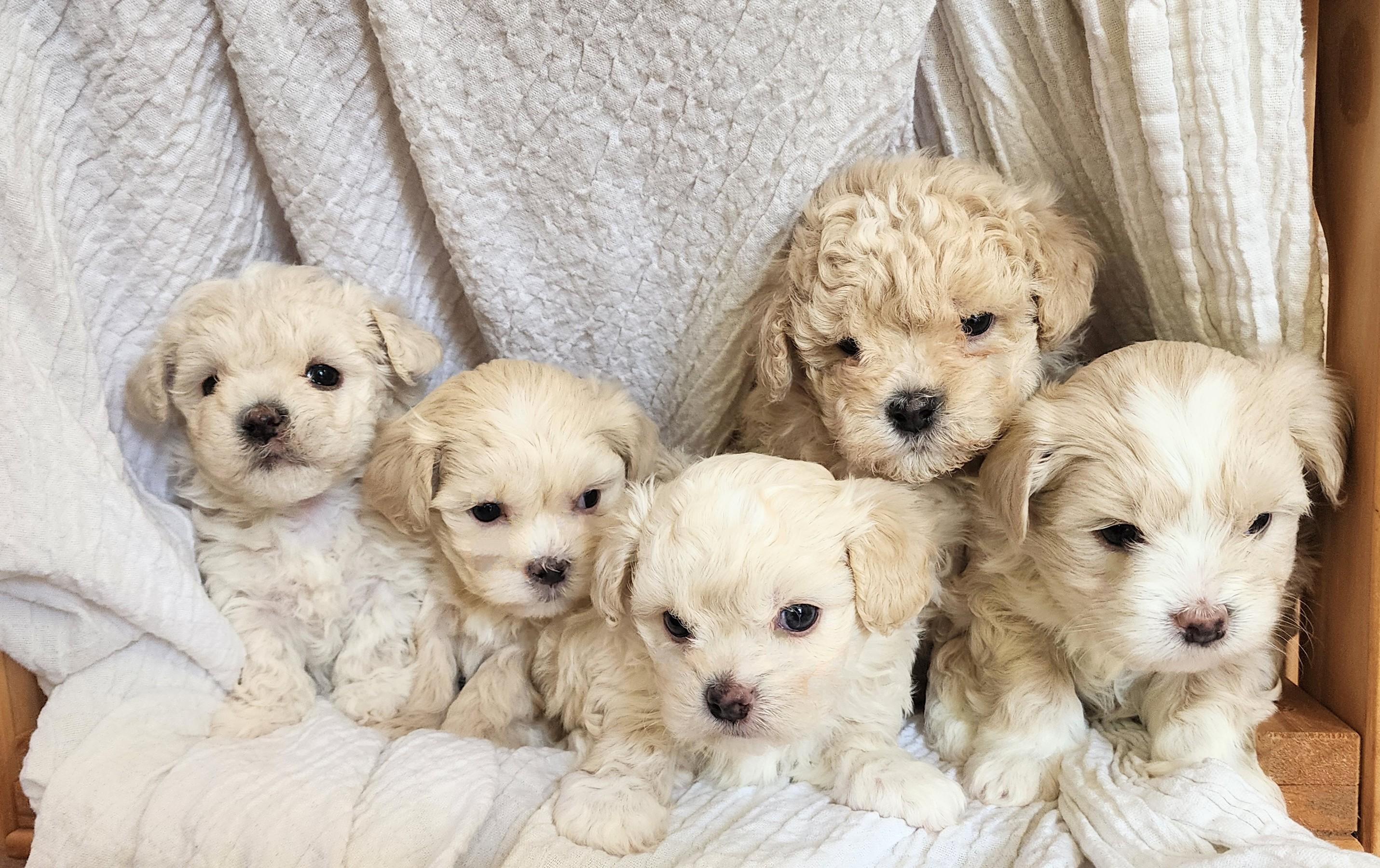 Meadowlark Maltipoos in Oregon | Maltipoo puppies | Good Dog