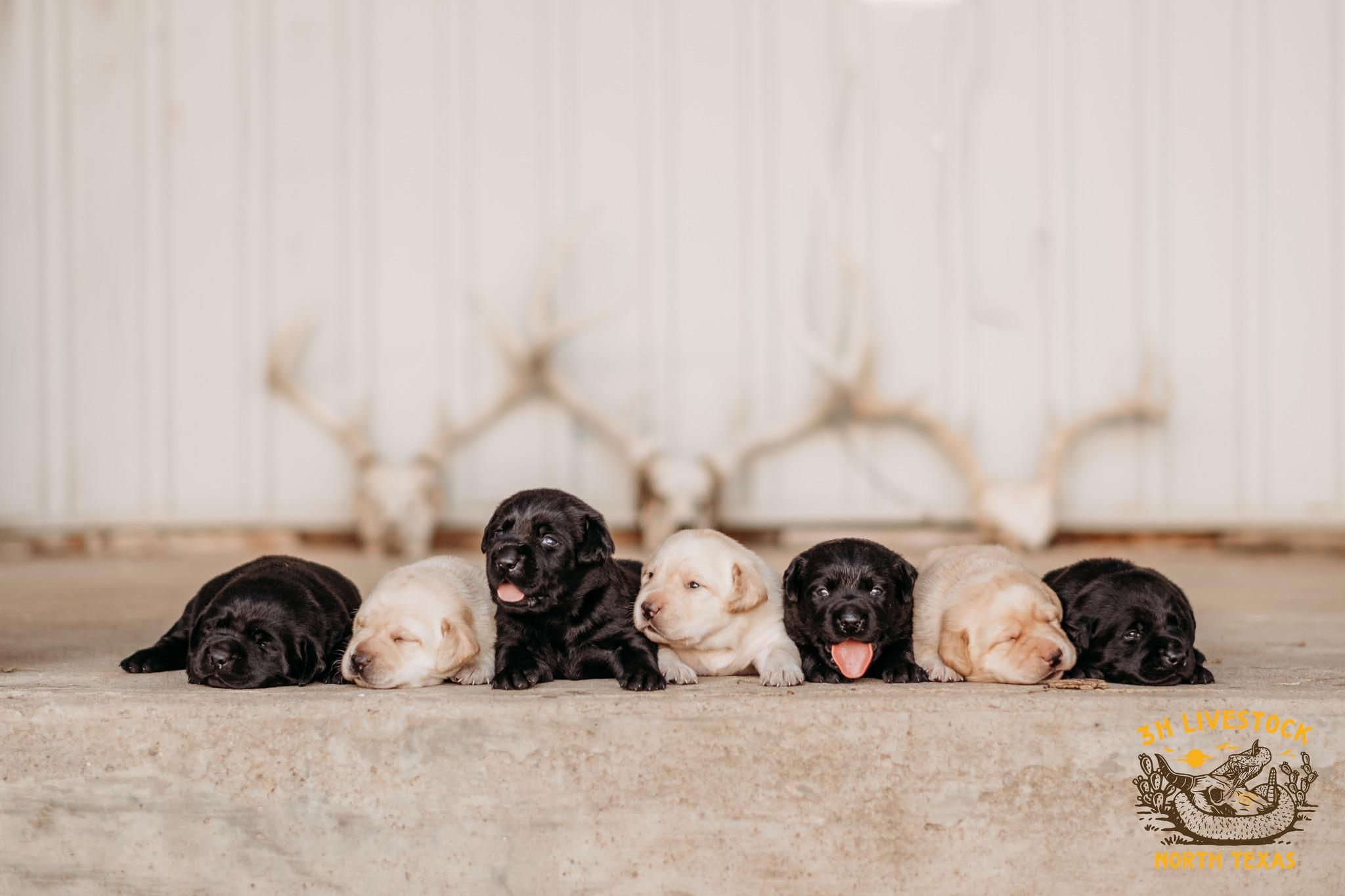 3H Livestock & Labradors in Texas | Labrador Retriever puppies | Good Dog