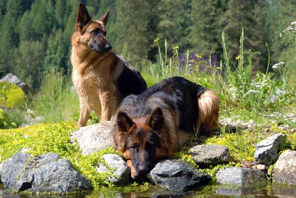 Tannhauser German Shepherds in Washington | German Shepherd puppies ...