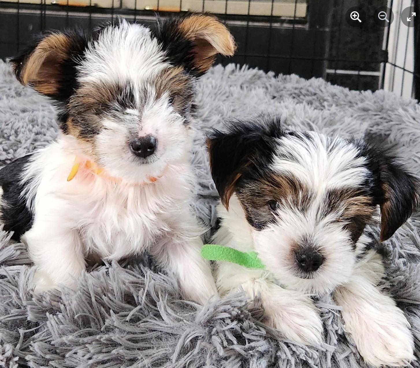 Parti Time Yorkies-Indy in Indiana | Yorkshire Terrier puppies | Good Dog
