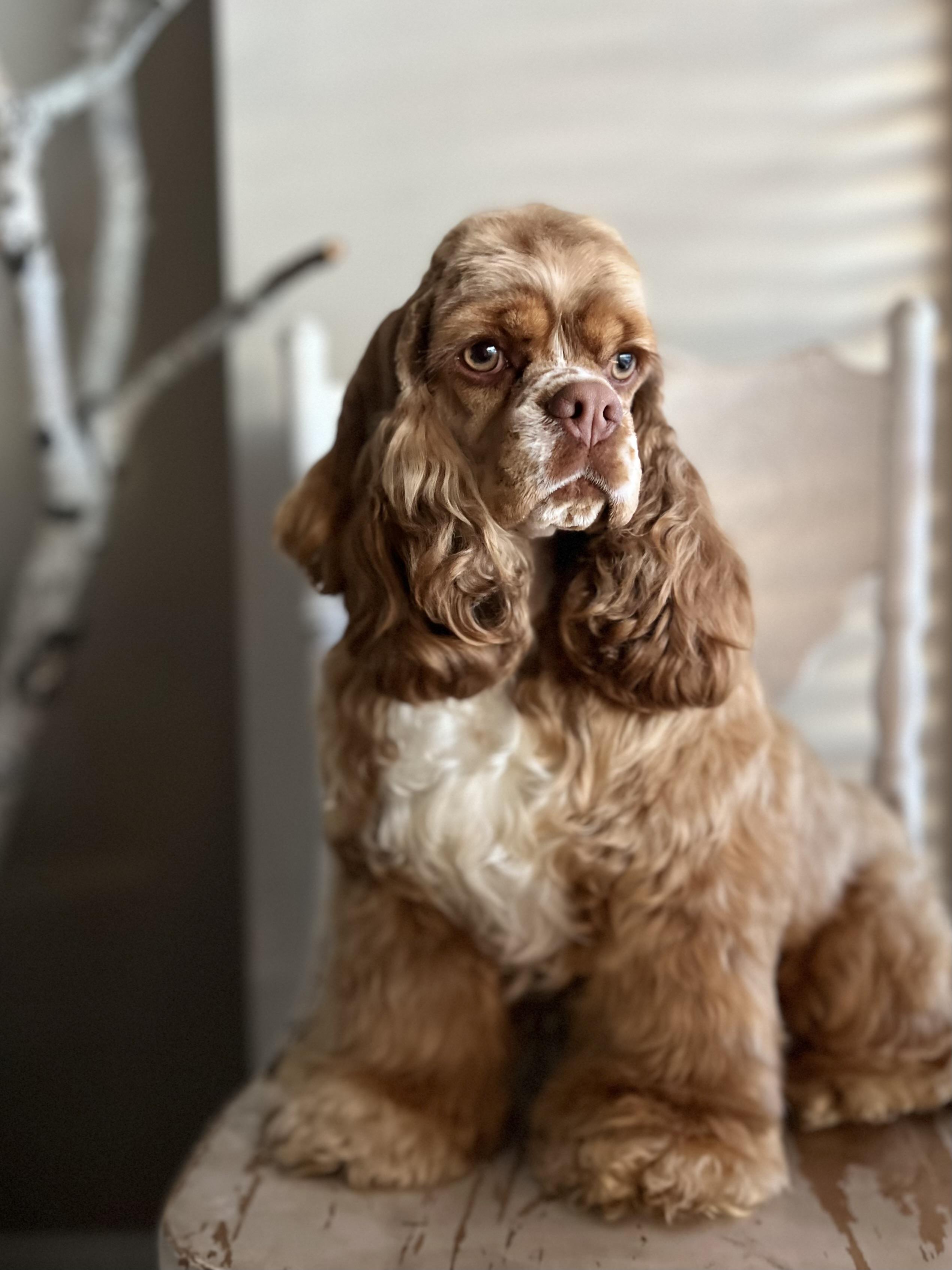 Canyonside Cocker Spaniels in Utah | Cocker Spaniel puppies | Good Dog
