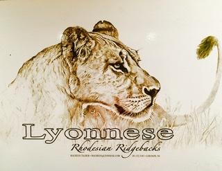 Lyonnese Rhodesian Ridgebacks in New Jersey | Rhodesian Ridgeback ...