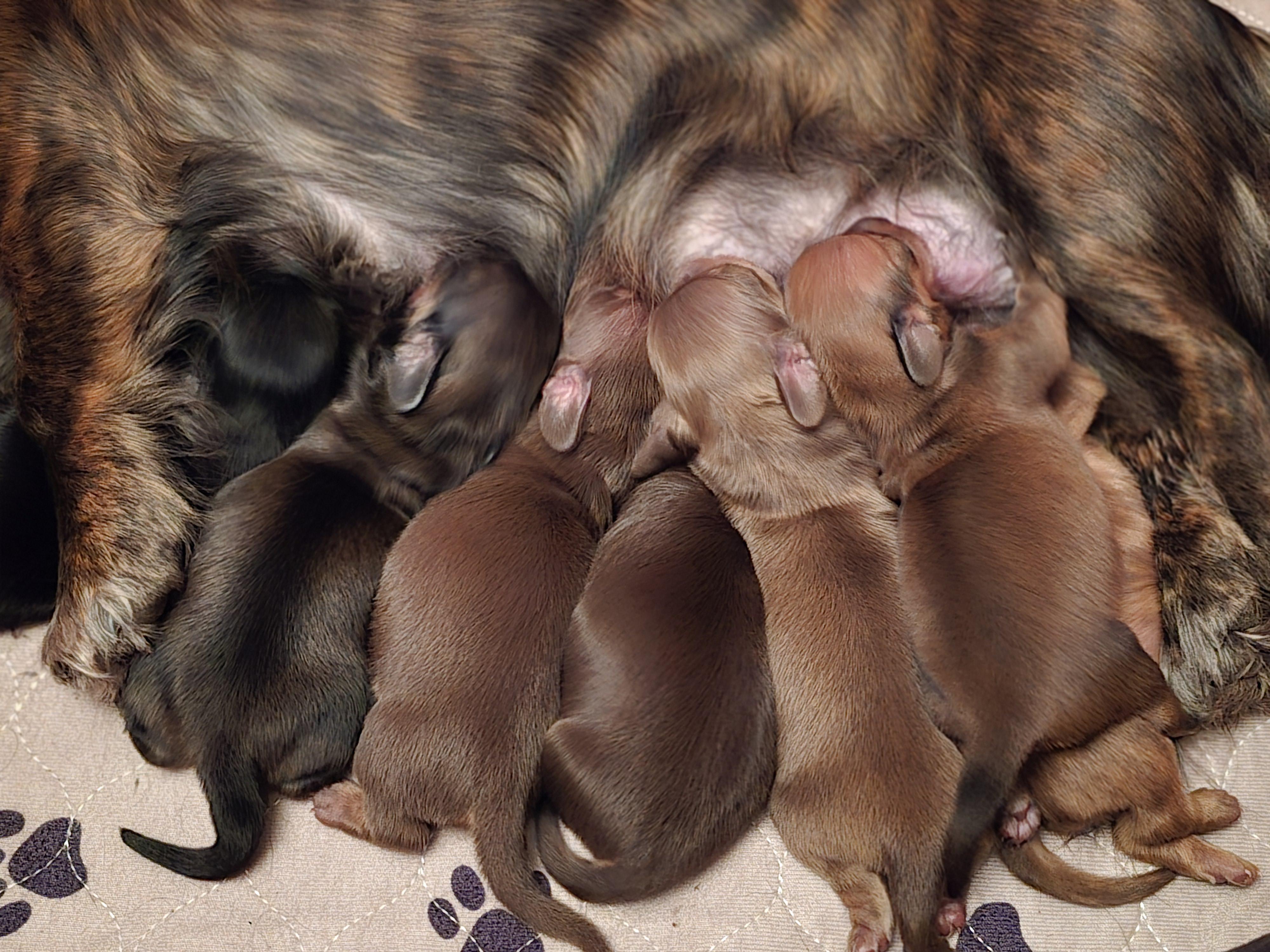 Tumbleweed Dachshunds in Texas | Dachshund puppies | Good Dog