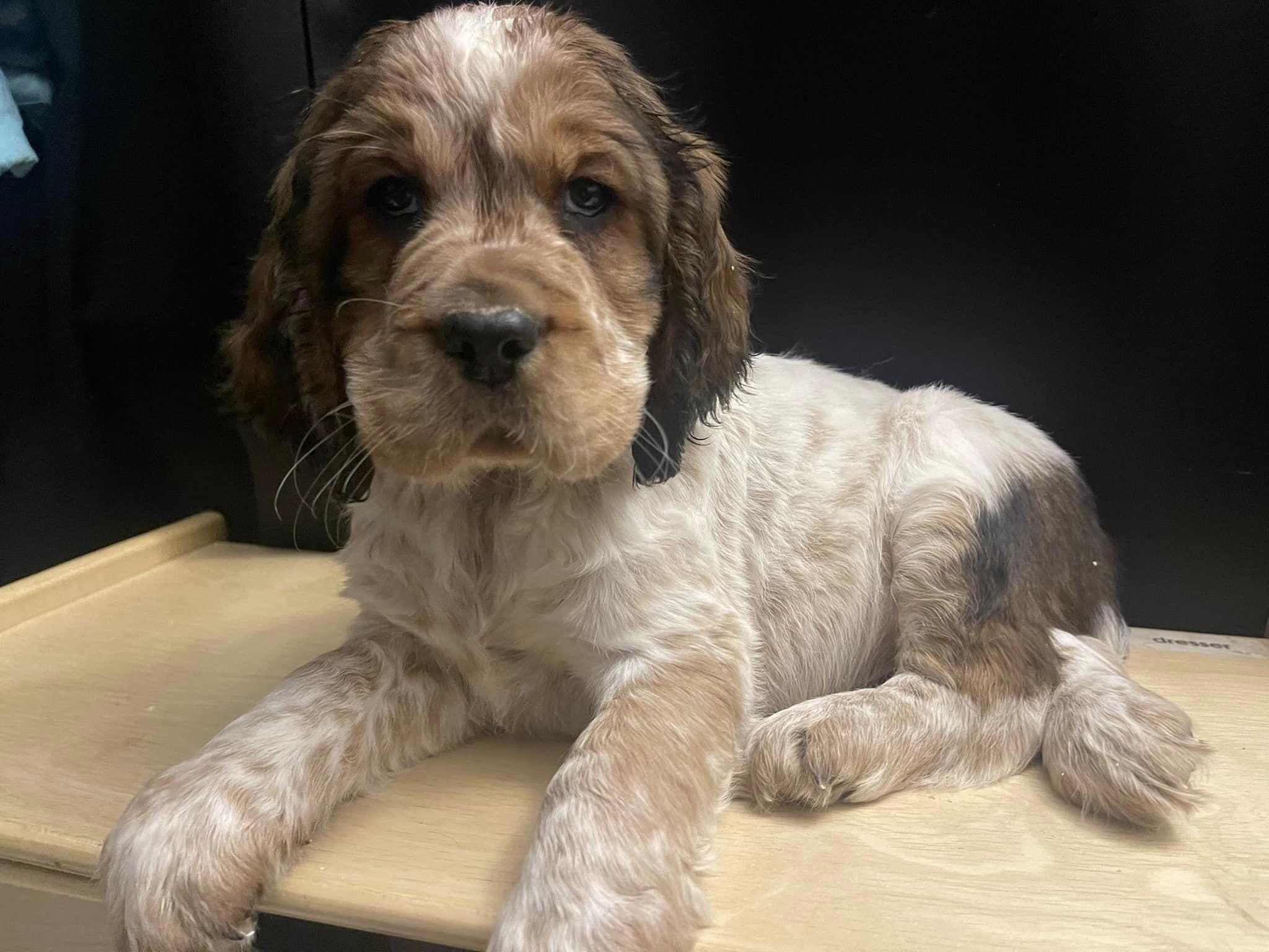 Krysak’s Springer Spaniels in Pennsylvania | English Springer Spaniel ...