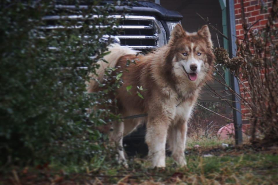 Husky Hotel in North Carolina | Siberian Husky puppies | Good Dog