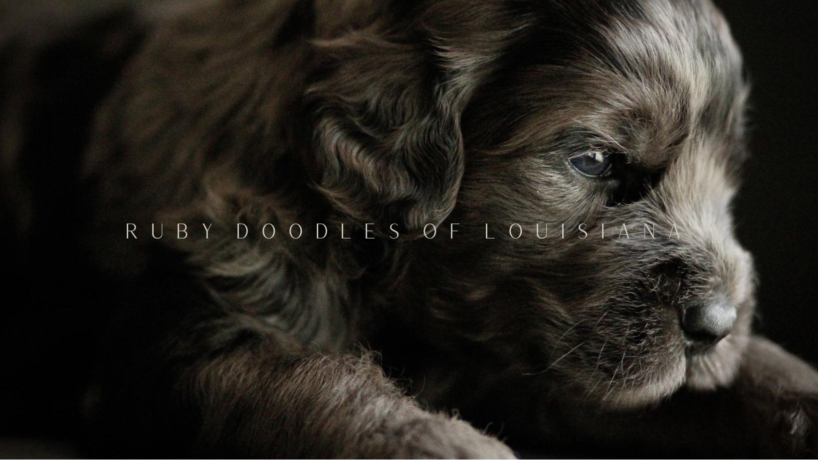 Ruby Doodles of Louisiana in Louisiana | Goldendoodle puppies | Good Dog